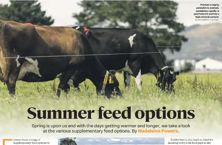 Summer feed options - PressReader