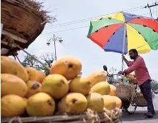 Why mango is the king of fruits in India - PressReader