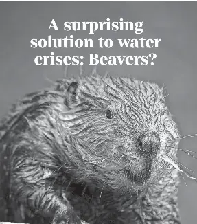 A surprising solution to water crises: Beavers? - PressReader