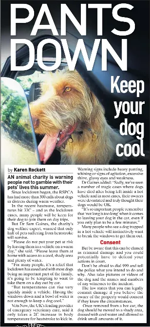 PANTS DOWN Keep your dog cool - PressReader
