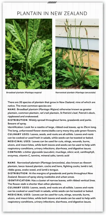 PLANTAIN IN NEW ZEALAND - PressReader