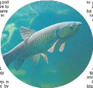 Council proposes releasing carp to control pest plants and algae ...