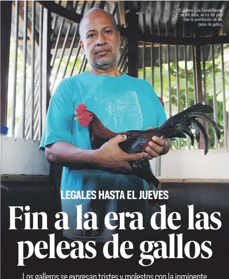 Fin a la era de las peleas de gallos - PressReader
