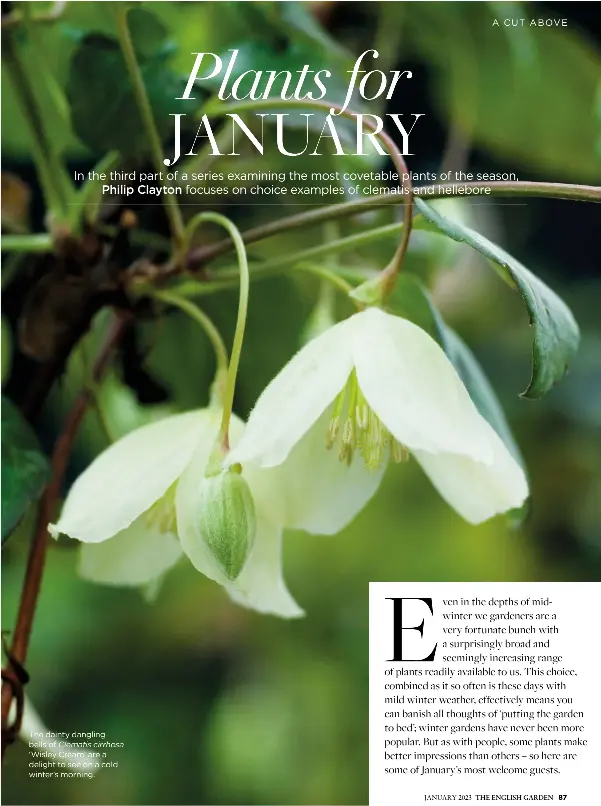 Plants for JANUARY - PressReader