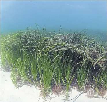 Seagrass planting drive in bid to restore nature along coast - PressReader
