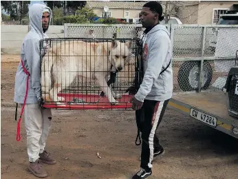 Dogs get a snip - PressReader