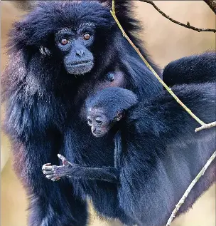 GIBBON INFANT A WARM WELCOME - PressReader