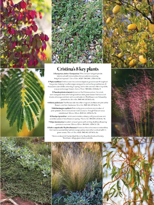 Cristina’s 8 key plants - PressReader