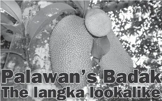 Palawan's Badak The langka lookalike - PressReader