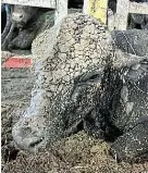 ‘We will not hesitate to prosecute’: SPCA on live cattle export ship ...