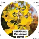 Amber alert - PressReader