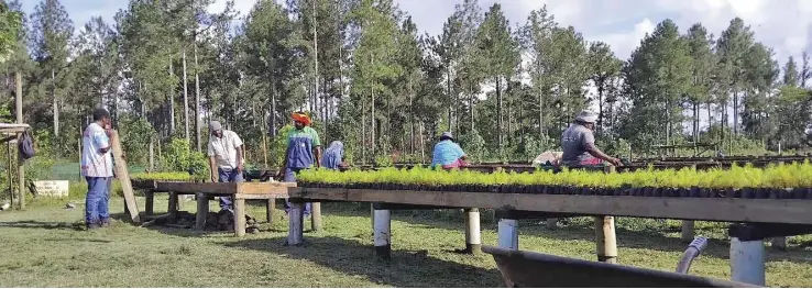 FIJI PINE, PLANTING A LEGACY - PressReader