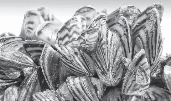 Destructiv­e freshwater zebra mussels officially found in Atlantic ...