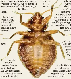 Imbungulu - PressReader