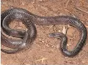DANGERS OF PICKING UP SNAKES - PressReader