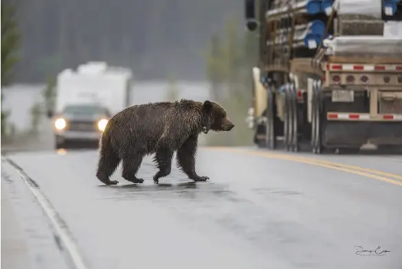 Mountain roads and coal mines cut grizzly bears off from habitat, study finds - PressReader