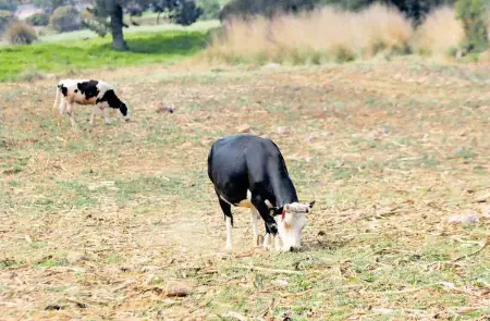 La sequía agudiza la pobreza en el campo - PressReader
