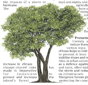 Plant trees to reduce the impact of disasters - PressReader