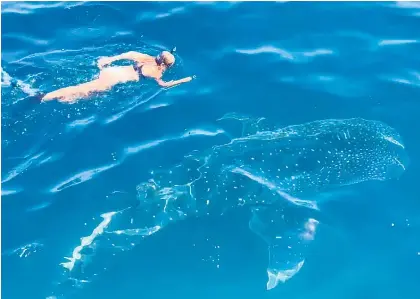 Close encounter with shark ‘like seeing a UFO’ - PressReader