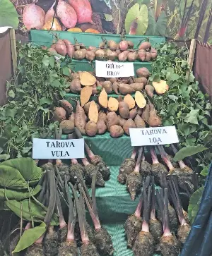 Ministry releases new dalo and kumala varieties - PressReader