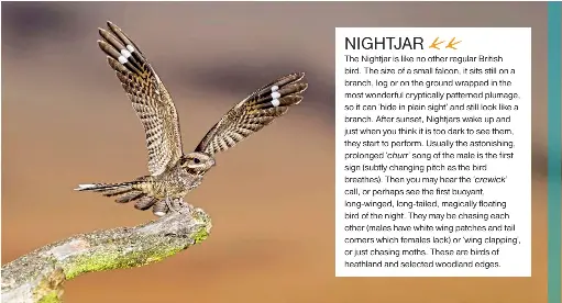 FIVE BIRDS TO FIND IN JUNE - PressReader