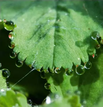 WHAT IS GUTTATION? - PressReader