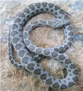 Have you spotted this new snake? - PressReader