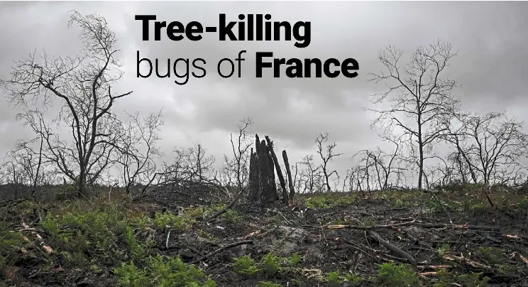 Tree-killing bugs of France - PressReader