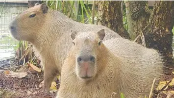 Gatorland’s Capybara Encounter now available - PressReader