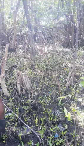 Refuge Cay shows signs of regenerati­on again - PressReader