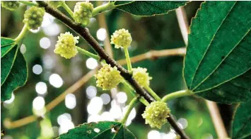 Alagasi - PressReader