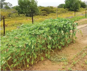 Organiese boerdery: Saadboere floreer met min water, al waai wind ...