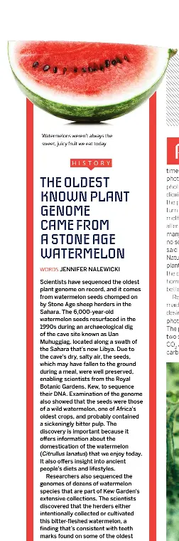 THE OLDEST KNOWN PLANT GENOME CAME FROM A STONE AGE WATERMELON ...