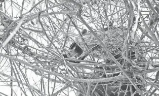 Agoniza la reserva - PressReader