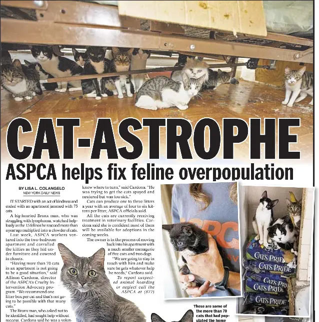 CAT-ASTROPHE - PressReader