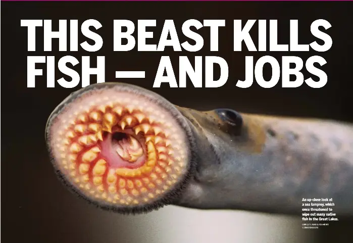 THIS BEAST KILLS FISH — AND JOBS - PressReader