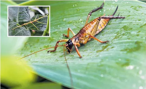 We need to count our insects - PressReader