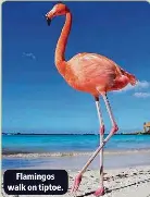 Why do flamingos’ knees bend backwards? - PressReader