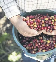 Matthew Algie pioneers green coffee project - PressReader