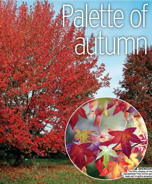 Palette of autumn - PressReader