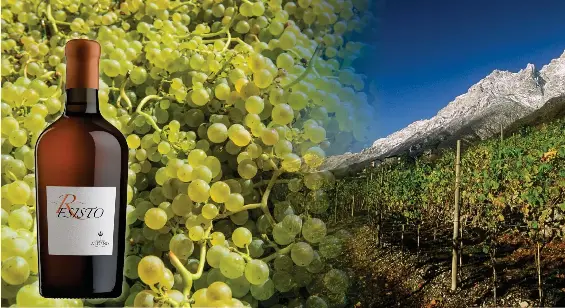 Cantina di Aldeno Vini Biovegan in Trentino - PressReader