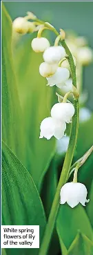 ASK DIARMUID - PressReader