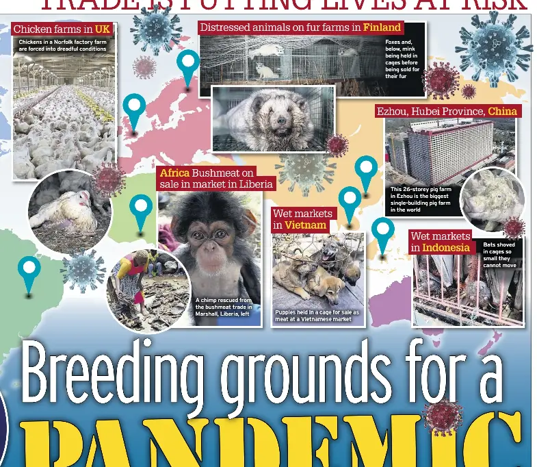 Breeding grounds for a pandemic - PressReader