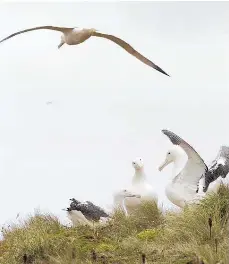 New rules win for seabirds - PressReader