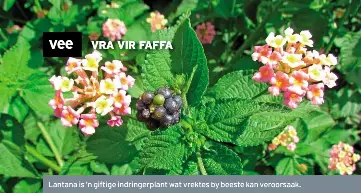 Dok Faffa en span antwoord kwelvrae - PressReader