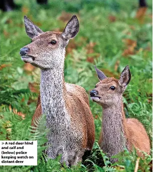 Police take action over suspected deer poaching - PressReader
