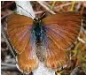 Fate of famous Brenton Blue butterfly - PressReader