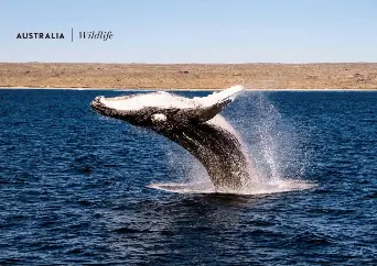 WILDLIFE ENCOUNTERS - PressReader