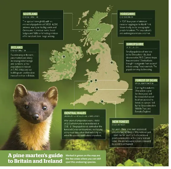 A pine marten’s guide to Britain and Ireland - PressReader