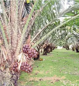 Integrasi tanaman salak - PressReader